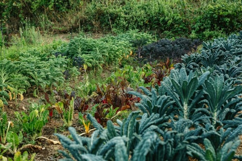 🌱 ¡Descubre la Producción Ecológica de Azufaifo y sus Beneficios! 🍃