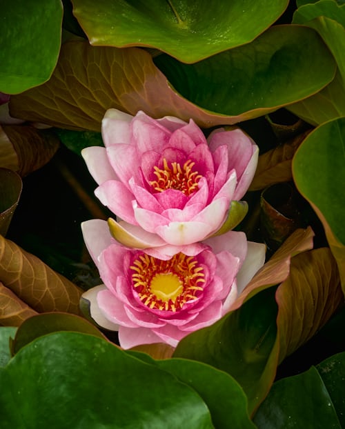 🌿 ¡Descubre el Secreto del Balance de Nutrientes para el Loto! 🌸