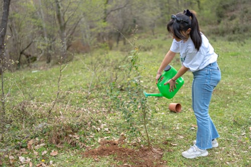 🌳 ¡Descubre los Impactantes Beneficios Ambientales de Plantar Tilos! 🌍