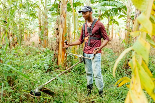 🌳 ¡Descubre los Impactantes Beneficios Ambientales de la Tipa! 🌱