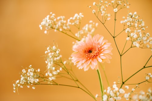 🌸 ¡Descubre el Azufáifo! 🕒 Tiempo de Floración y Cosecha Revelados 🌿