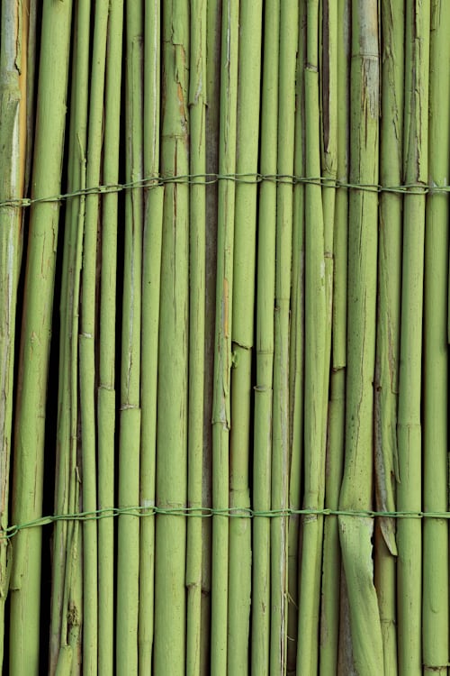 🌿 ¡Descubre el Bambú Interior Resistente que Transformará tu Hogar! 🏡