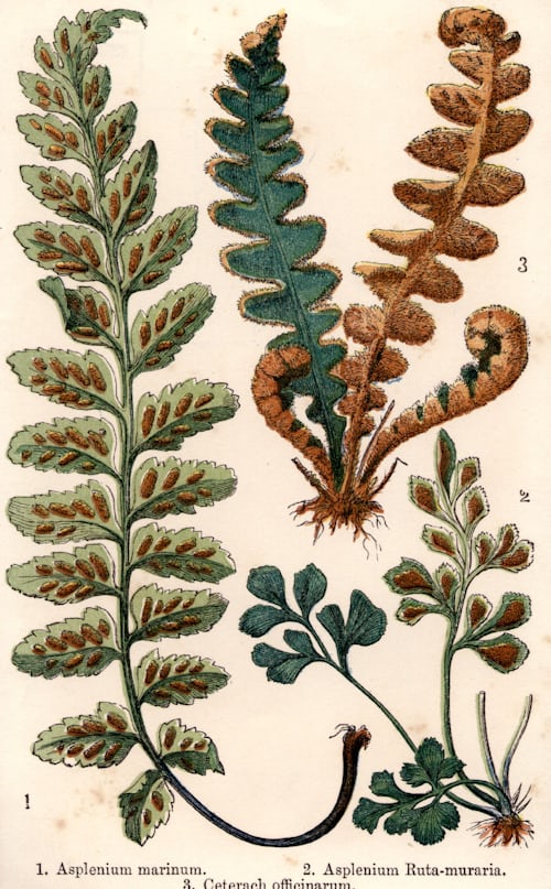 🌿 ¡Descubre cómo la Azufaifa transforma tu flora intestinal! 🌱