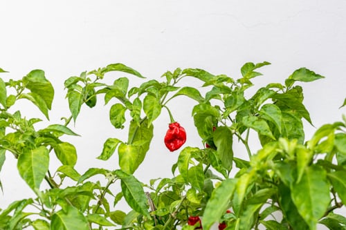 🔥 ¡Descubre las 7 condiciones que matan tu planta de pimiento! 🌱