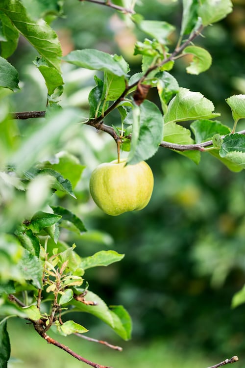 🌳 ¡Descubre los Sorprendentes Beneficios de Cultivar un Manzano en Casa! 🍏