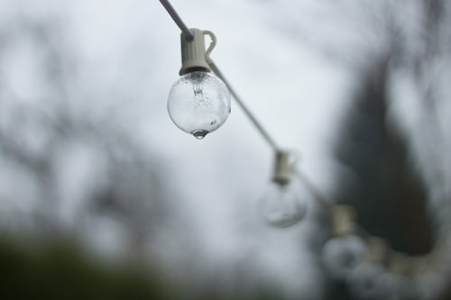 🌼 ¡Noviembre: Los Mejores Avisos para Plantar Bulbos y Sorprenderte! 🌱