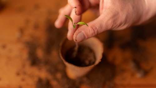 🌱 ¡Descubre el Azufaifo! Desde la Semilla hasta la Deliciosa Cosecha 🍇
