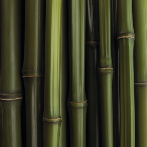 🌱 ¡Descubre el Secreto del Bambú! Cómo Propagar Desde un Tallo 🌿