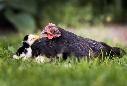 🧐 ¡Descubre los Aspectos Legales de Criar Gallinas Ponedoras! 🐔