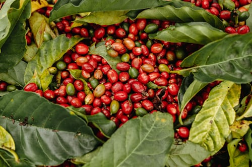 ☕️ ¡Descubre el Análisis de Costo-Beneficio para Germinar Café! 📈