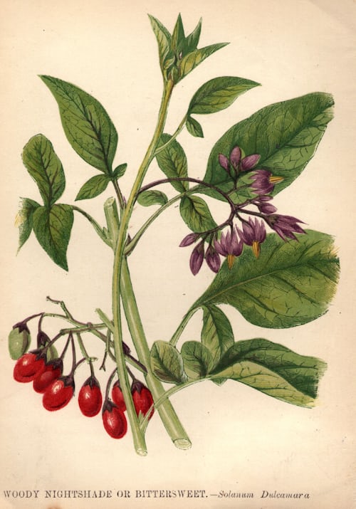 🌟 ¡Descubre los Secretos del Arándano Rojo en la Medicina Tradicional! 🍇