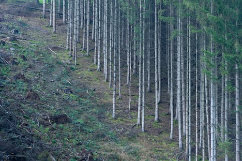 🌳 ¡Descubre Cuántos Años Vive un Cedro en Bosques Tropicales! 🌿