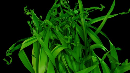 🌱 Analizando los Brotes Verdes: ¡Tu Guía Definitiva para Principiantes! 📚
