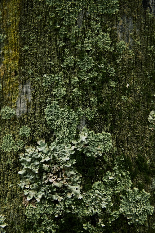 🌳 ¡Descubre la Altura Promedio de los Tilos en su Hábitat Natural! 🌲