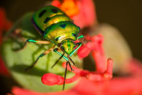 🔍 Descubre la Fascinante Anatomía del Escarabajo Verde Metálico 🐞