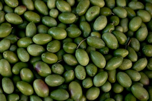🌱 Alubias Germinadas vs Secas: ¡Descubre las Sorprendentes Diferencias ...