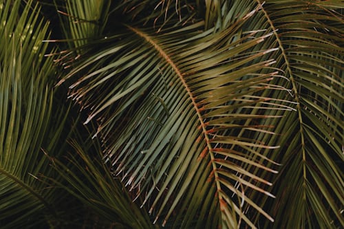 🌴 ¡Descubre los Impactantes Aspectos Estéticos de la Palmera Washingtonia!