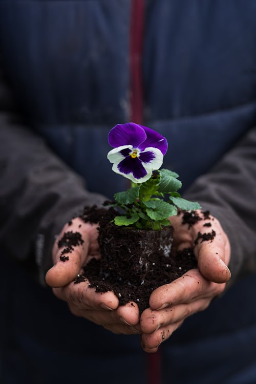 🌱 ¡Descubre los 7 Aspectos Clave Antes de Sembrar Semillas de Violeta! 💜