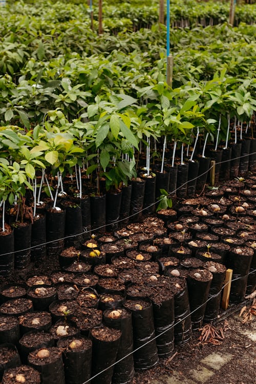 🌱 ¡Descubre los Secretos para Cuidar Tus Plántulas de Xoconostle! 🌟🍃