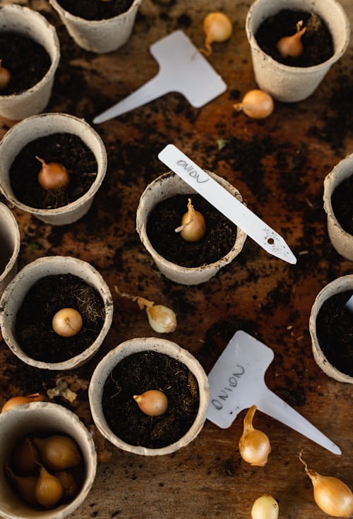 🌱 ¡Descubre los Mejores Métodos de Germinación del Garbanzo! 🌟🧪