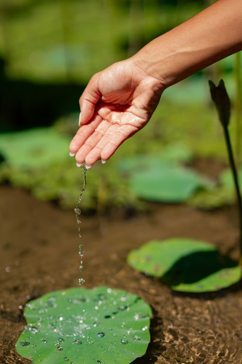рџњ вўsiembra Con г Xito 8 Aspectos Clave Al Sembrar En Agua рџ
