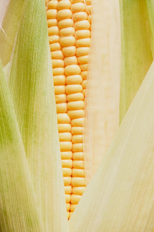 🌽 ¡Domina el cultivo de maíz en casa! Consejos imprescindibles aquí 👩‍🌾