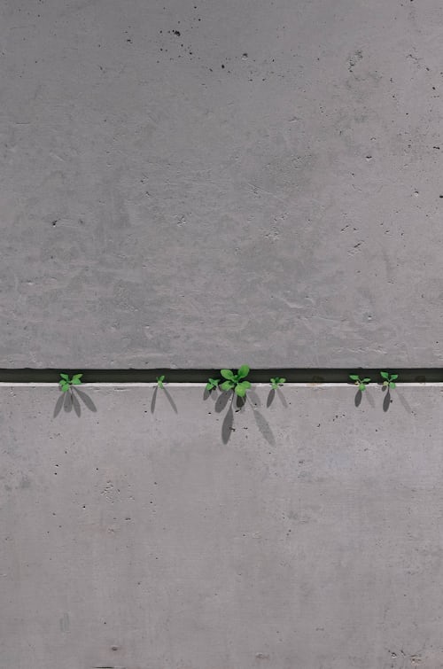 🌱 ¡Descubre la Altura de Remolachas y su Impacto en Tu Jardín! 🌿