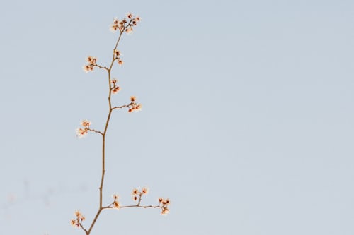 🌿 ¡Aprende a podar un ficus y Hazlo Florecer Como Nunca! 🌼