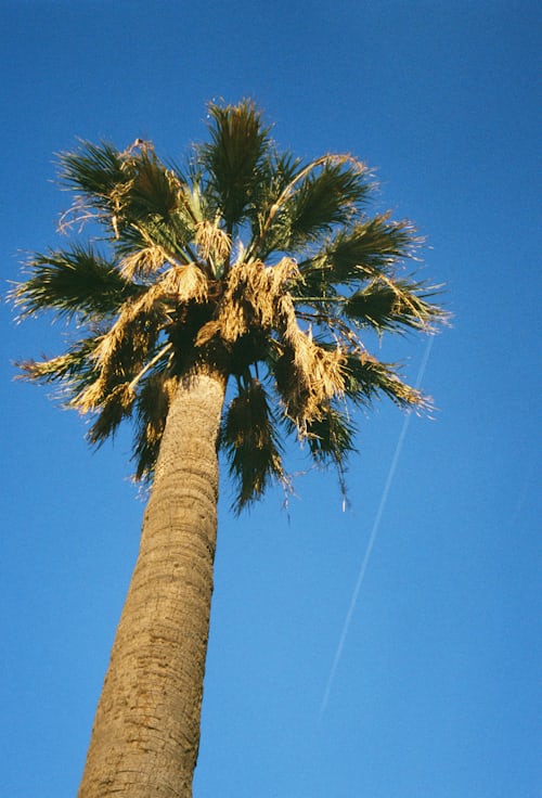 🌴 Descubre la Altura Máxima de la Palmera Washingtonia Robusta 🚀 ...