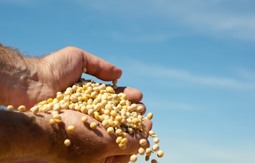 🌱 ¡Descubre los Increíbles Beneficios del Remojo de Semillas de Maíz! 🌽💧