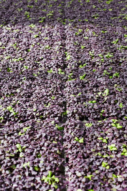 "🌱 Descubre el Mejor Suelo para Germinar Semillas de Violeta Africana 🌸"