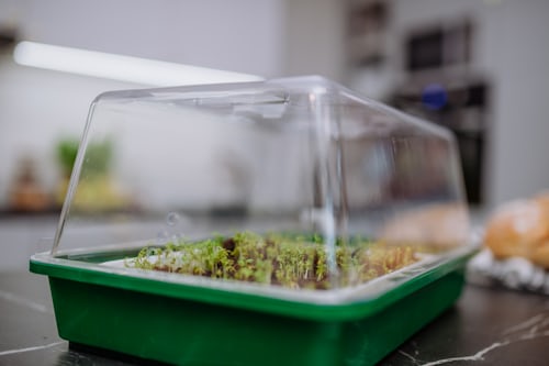 🌱 ¡Crea tu propio germinador! 🌟 5 alternativas sorprendentes que debes ...