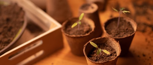 🌱 ¡Descubre Cómo Brotar Semillas para una Mejor Salud! 🥗