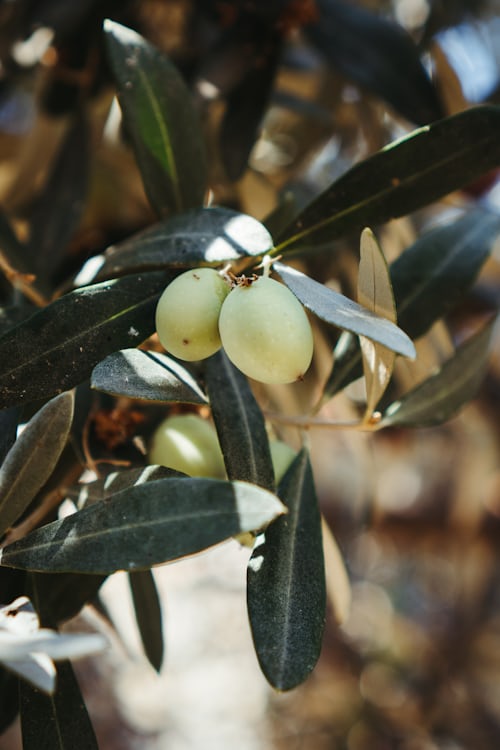 🌿 ¡Descubre los Sorprendentes Beneficios Económicos del Cultivo de ...
