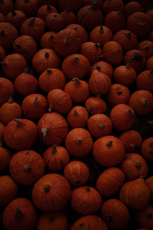 🌰 ¡Descubre las Bellotas Secas a la Venta! 🛒 Oferta Exclusiva Aquí ⏰