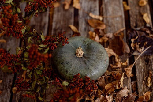 🌱 ¡Descubre por qué el remojo de semillas es clave para tus calabazas! 🎃