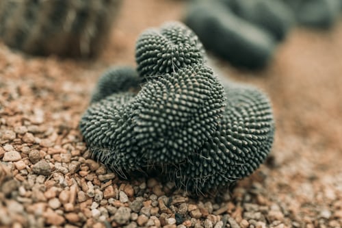 🌵 ¡Cactus Bebés en Climas Fríos! Descubre Cómo Cuidarlos ☃️🌱