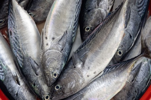 🐟 ¡Descubre Cómo el Atún Aumenta tu Salud Endocrina! 📊💪 Análisis Revelador