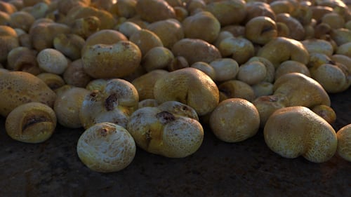 🌰 ¡Descubre la Guía Definitiva para Cultivar y Cosechar Avellanas! 🌰
