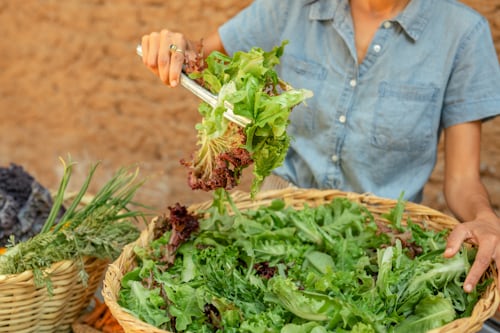 🌿 7 Alternativas Orgánicas Sorprendentes para Cuidar tu Perejil 🌱