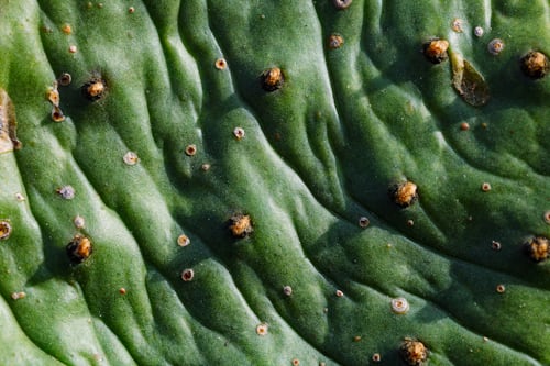 🌵 ¡Descubre la Bioquímica de la Mescalina en el Peyote! 🌈🔍 Síntesis y ...