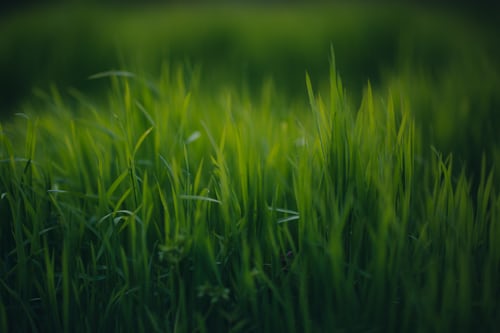 🌱 Brotes Verdes: ¡Descubre la Perspectiva a Largo Plazo que Impacta! 🚀