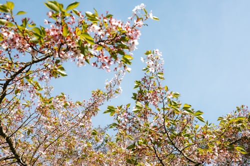 🌸 ¡Descubre los Increíbles Beneficios de Podar Glicinas en Primavera! 🌱