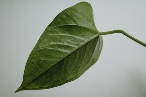 🌿 ¡Descubre los Impactantes Beneficios de Masticar Hoja de Tabaco! 💥