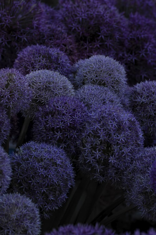 🥦🌱 ¡Descubre el Secreto de la Germinación del Brócoli Morado! 🚀