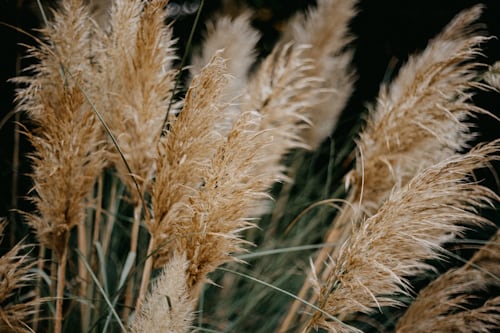 🌱 Descubre los 7 Sorprendentes Beneficios de la Planta de Linaza 🌟