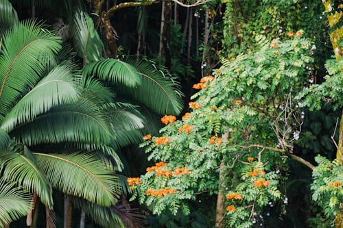 🌳 ¡Descubre los asombrosos beneficios del árbol de mimosa en tu jardín! 🌺
