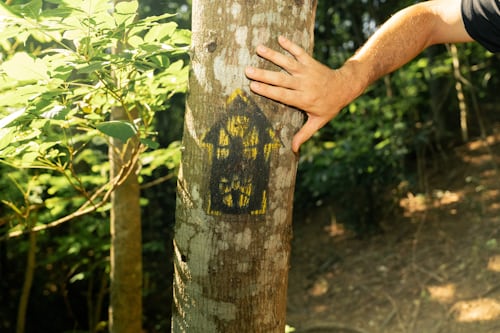 🌳 ¡Descubre los Increíbles Beneficios del Tronco y Madera de Jacaranda!