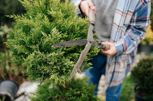 🌳 ¡Descubre los Sorprendentes Beneficios de Podar un Ocote Regularmente! 🎉