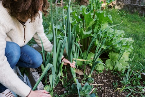 🌱 ¡Descubre los 7 increíbles beneficios de un azufaifo en tu jardín! 🍃